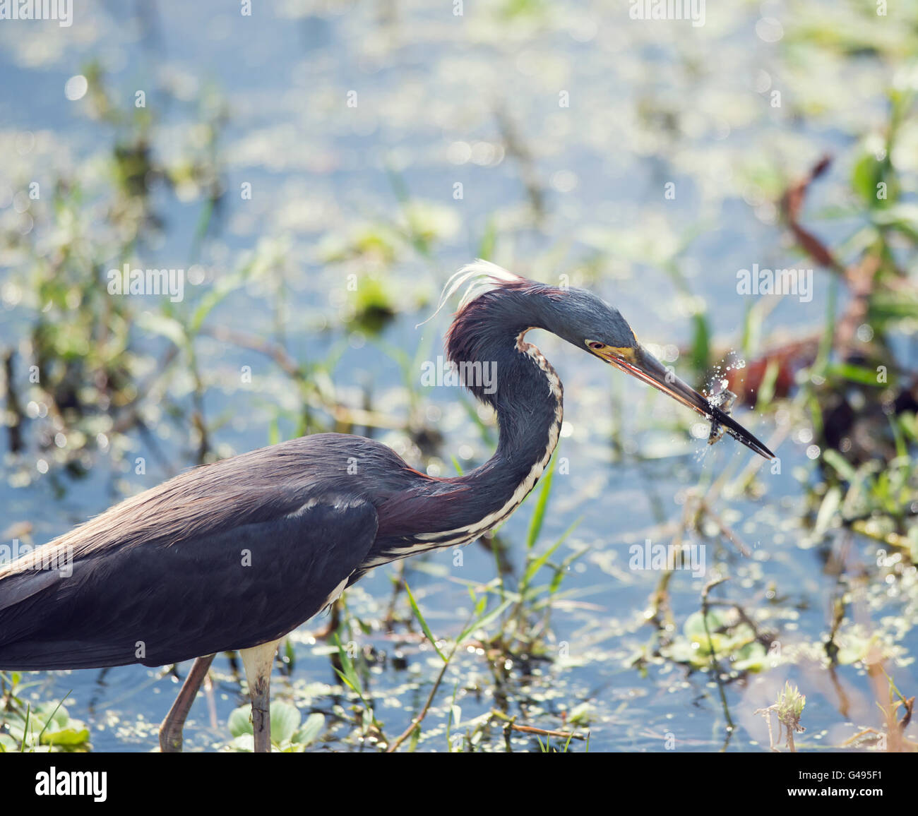 Florida marsh bird fish hi-res stock photography and images - Alamy