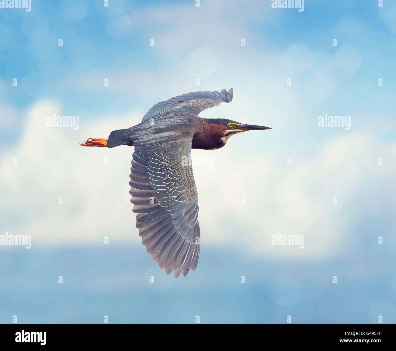 Heron flight wings hi-res stock photography and images - Alamy