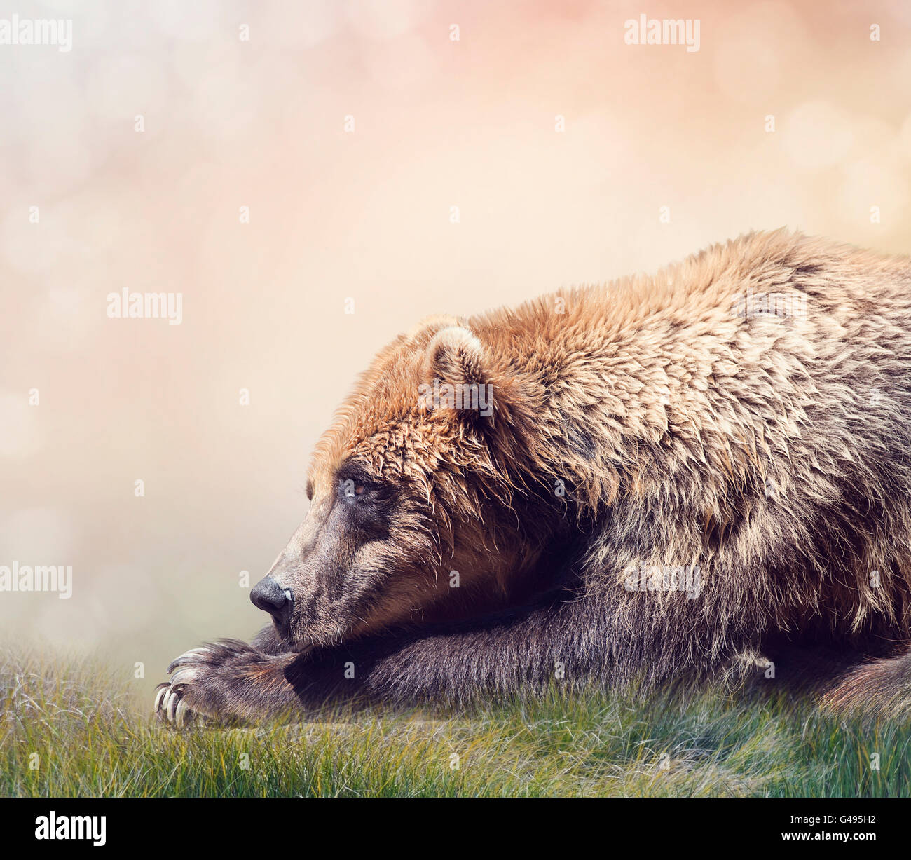 Brown Bear Resting,close up shot Stock Photo - Alamy