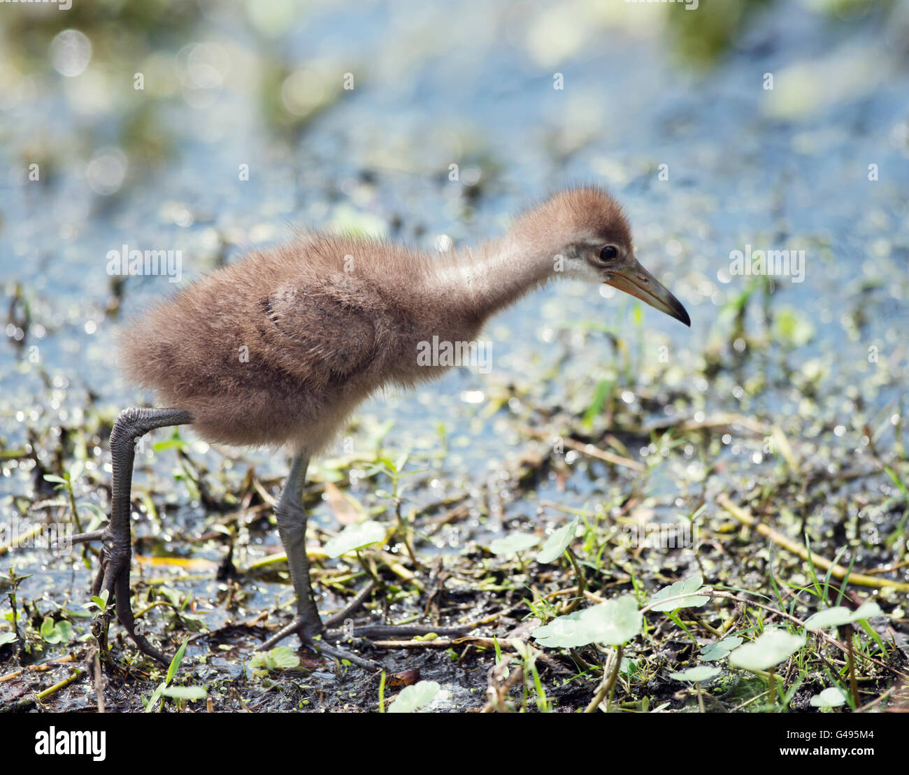 Limpkin Chick in Florida Wetlands Stock Photo - Alamy