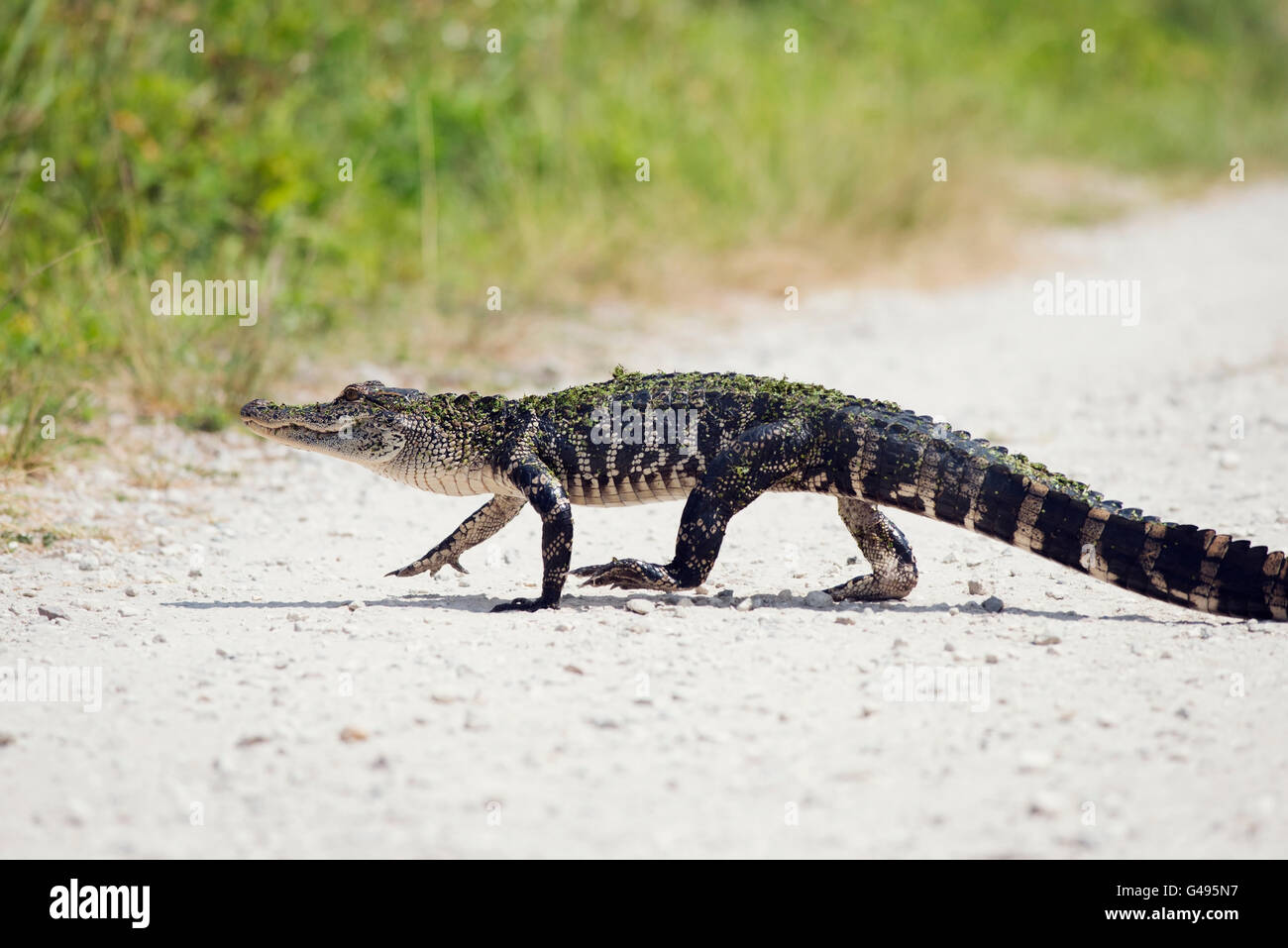 Young Alligator Crossing the Road Stock Photo - Alamy