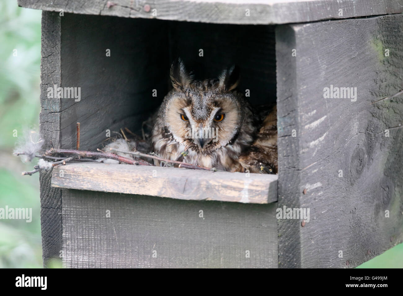 Long eared owl uk nest hi-res stock photography and images - Alamy