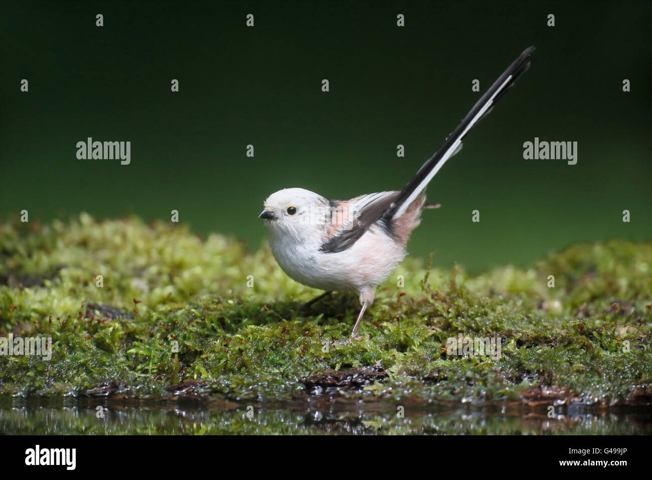 Long-tailed tit, Aegithalos caudatus, single bird by water, Hungary ...