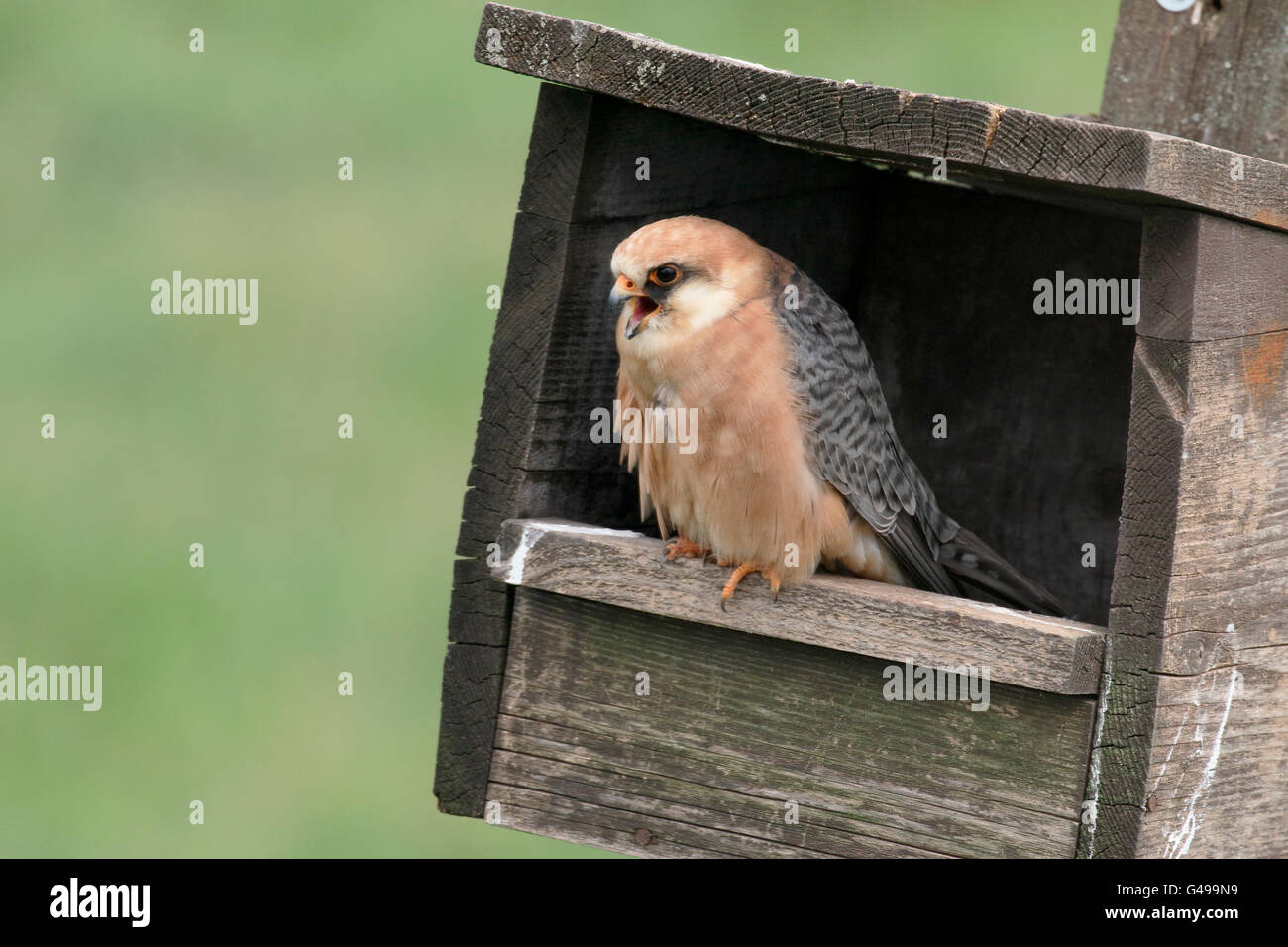 The Falcon Nest Stock Photos & The Falcon Nest Stock Images - Alamy