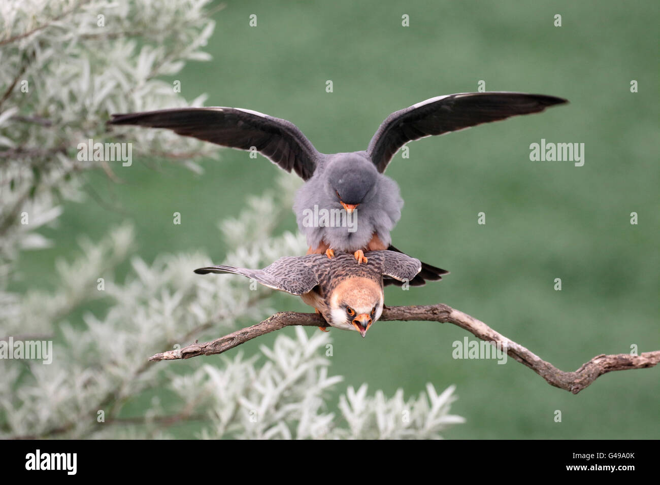 Red-footed falcon, Falco vespertinus, pair mating, Hungary, May 2016 ...