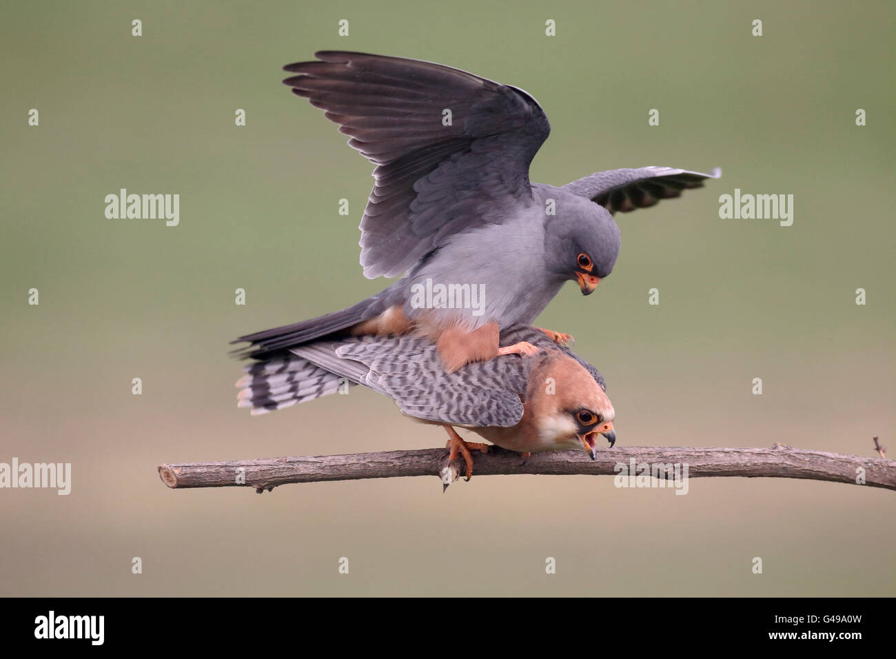 Red-footed falcon, Falco vespertinus, pair mating, Hungary, May 2016 ...