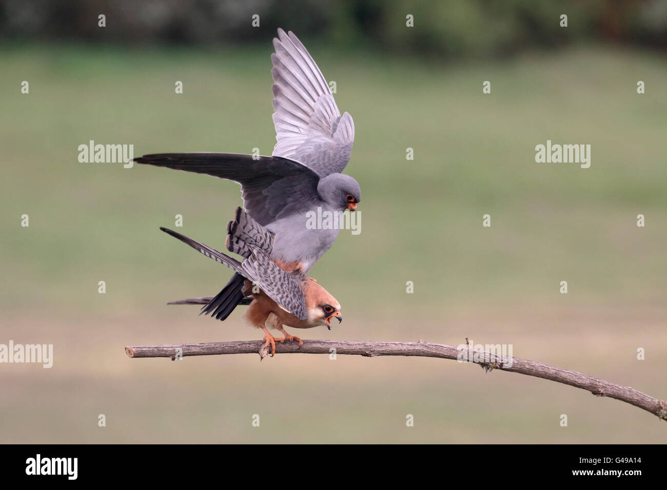 Red-footed falcon, Falco vespertinus, pair mating, Hungary, May 2016 ...