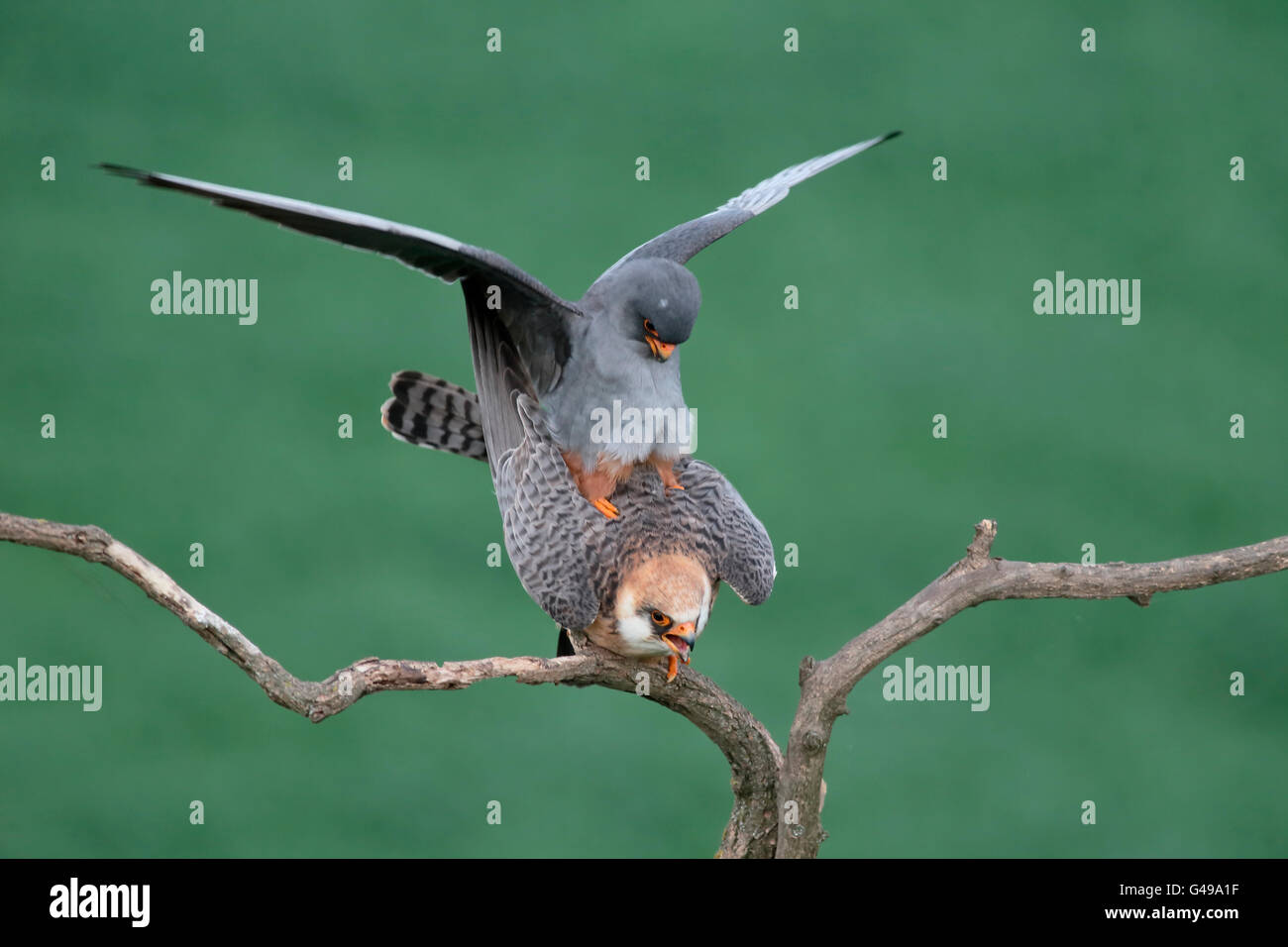 Red-footed falcon, Falco vespertinus, pair mating, Hungary, May 2016 ...