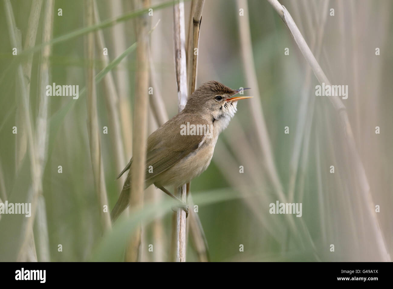 Reed warbler, Acrocephalus scirpaceus, single bird singing from reed ...