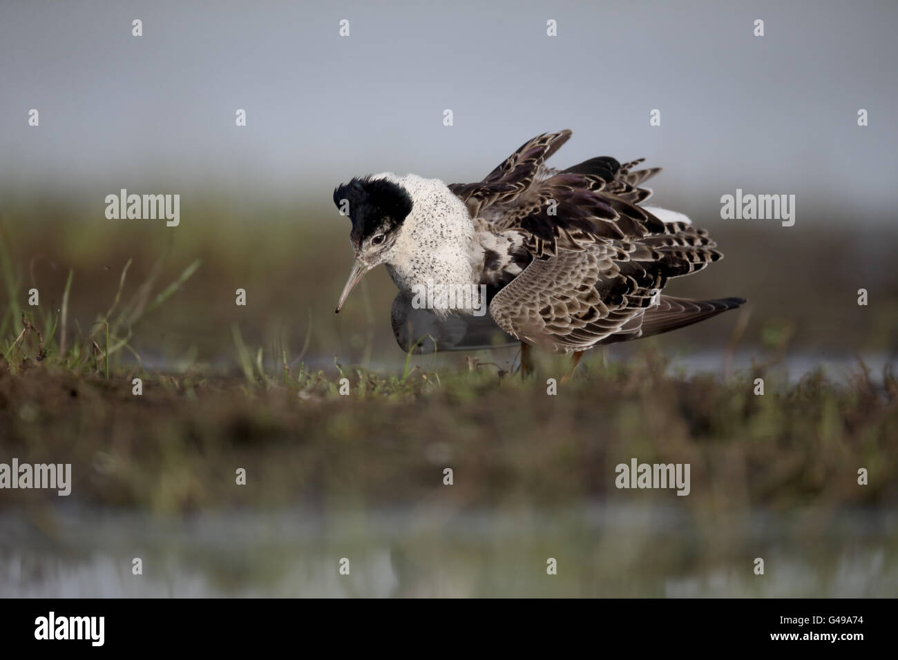 Ruff hi-res stock photography and images - Alamy