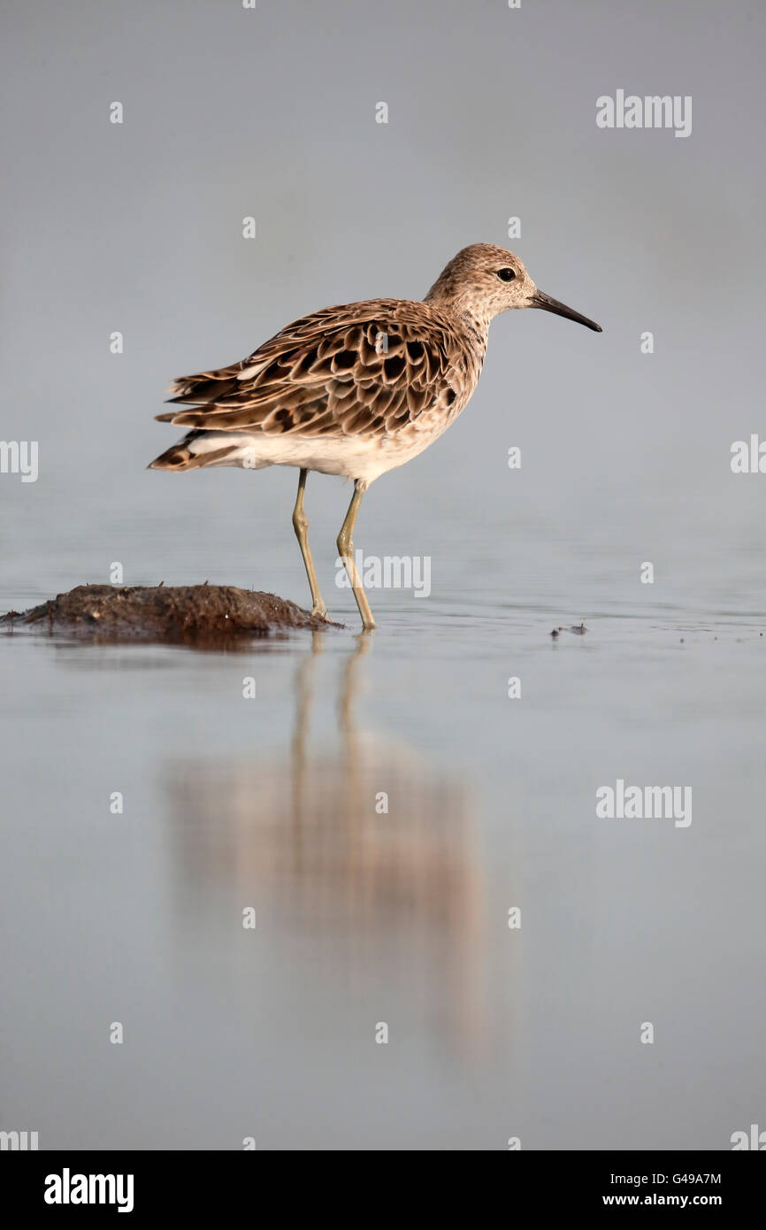 Female ruff reeve philomachus pugnax hi-res stock photography and ...