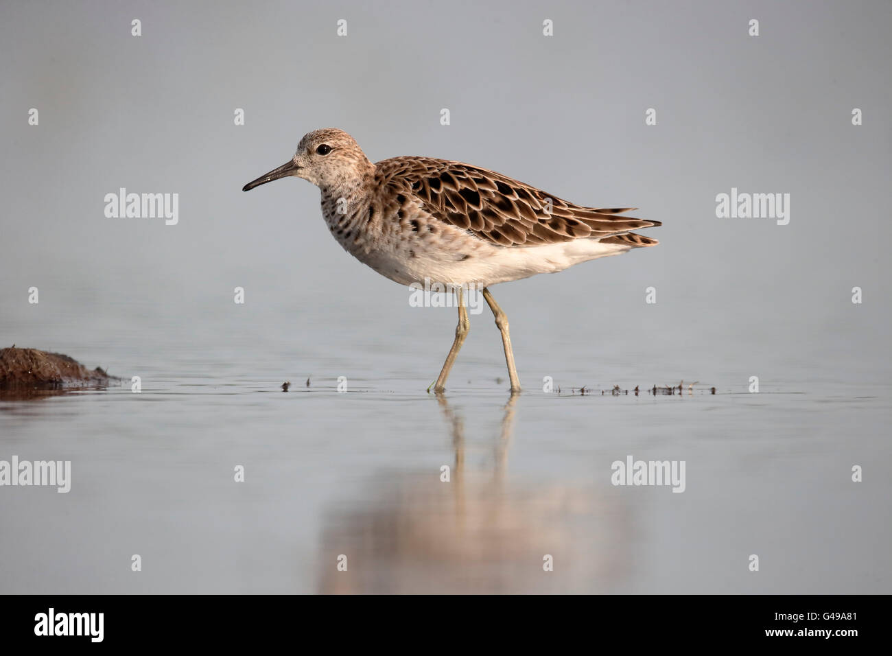 Ruff female reeve hi-res stock photography and images - Alamy