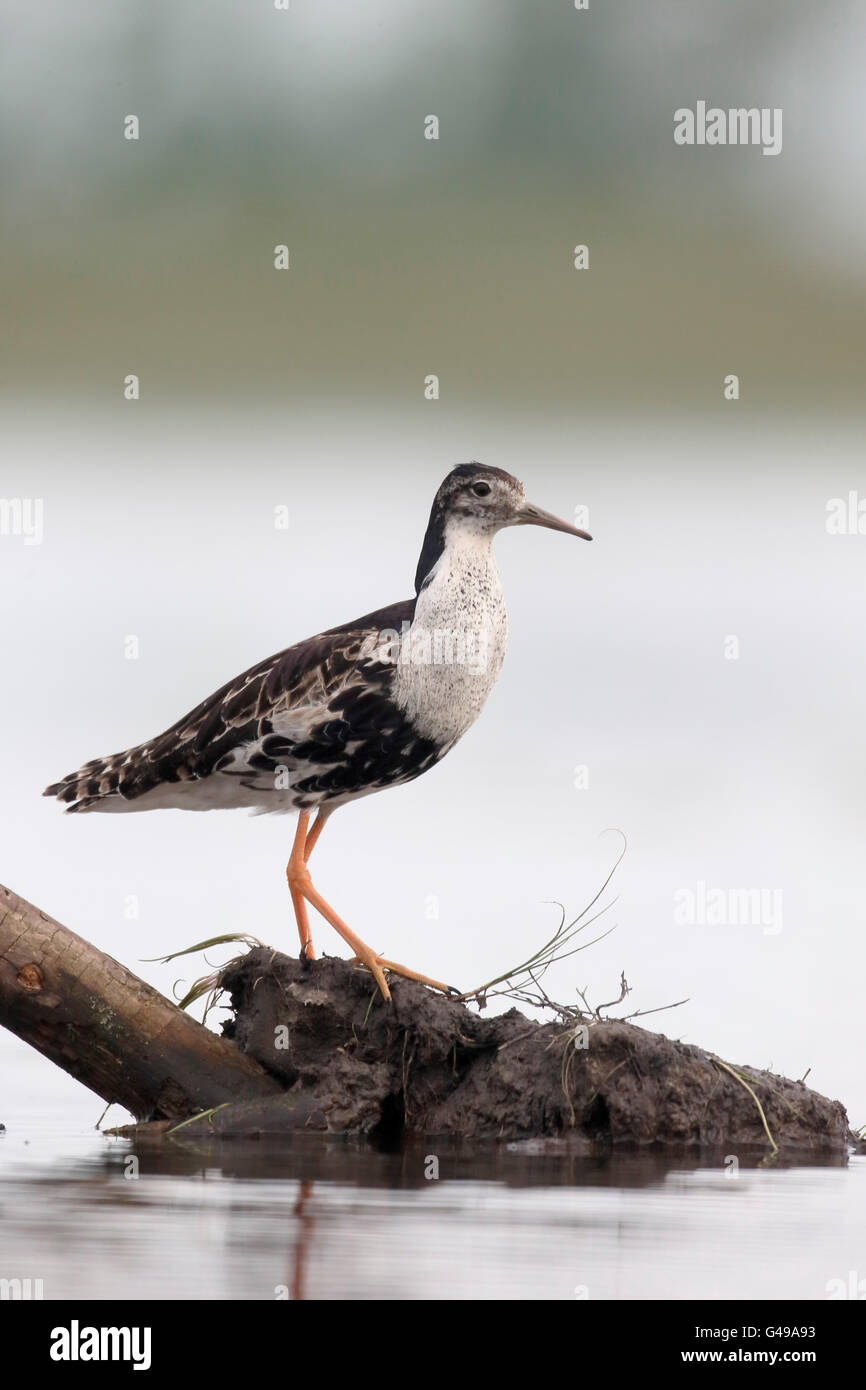 Ruff, Philomachus pugnax, single male in water, Hungary, May 2016 Stock ...