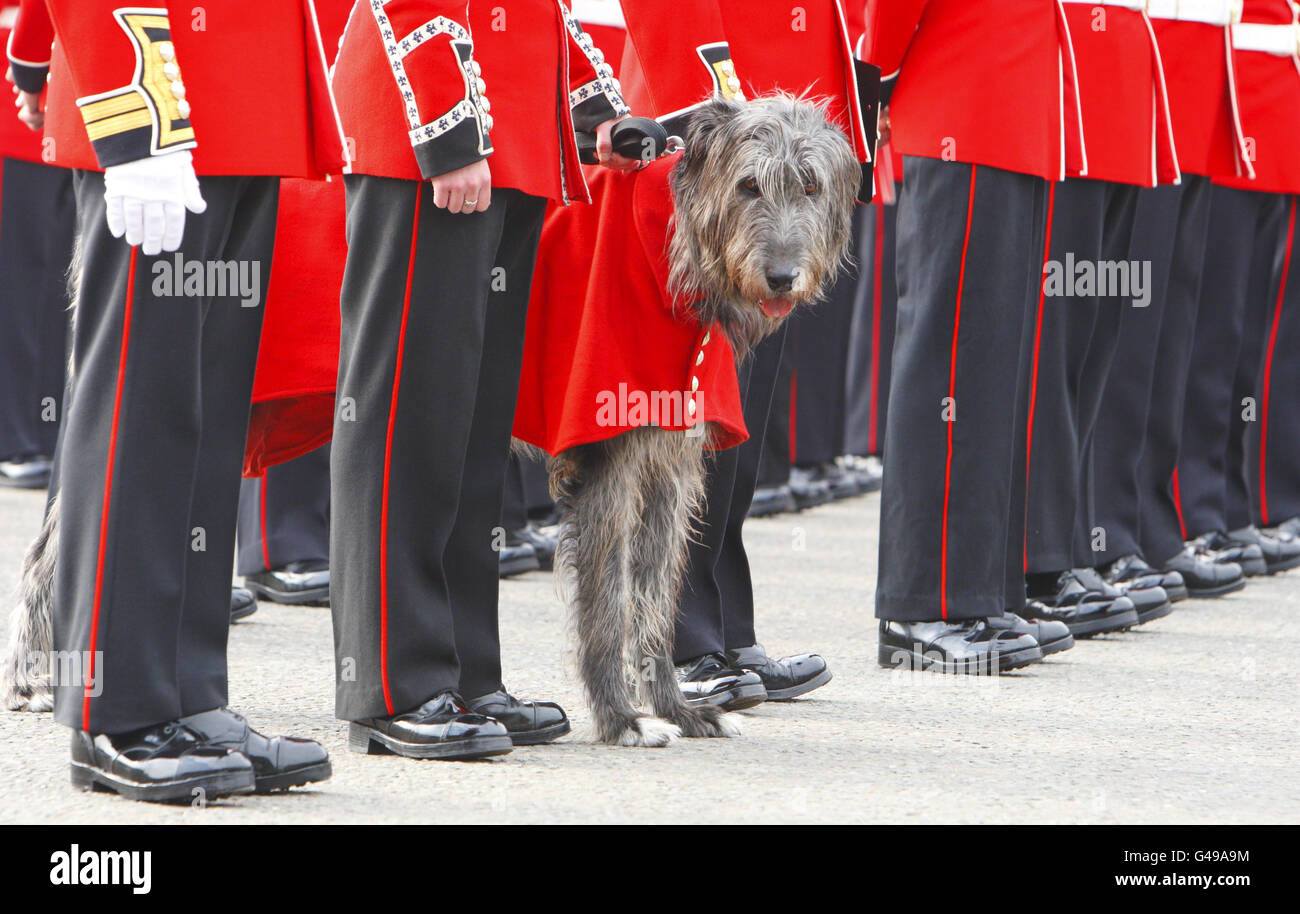 Conmael, the Irish Wolfhound mascot lines up with the guardsmen of the ...