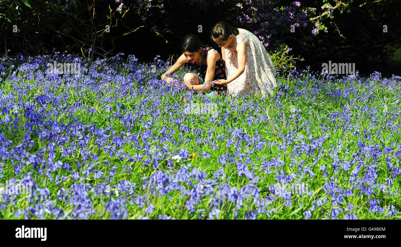 Jessica, 11, and Libby, 7, from Trowbridge enjoy the Bluebells in the ...