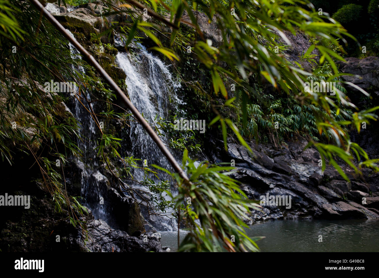 Waterfall Bamboo forest in Maui Hawaii Stock Photo - Alamy