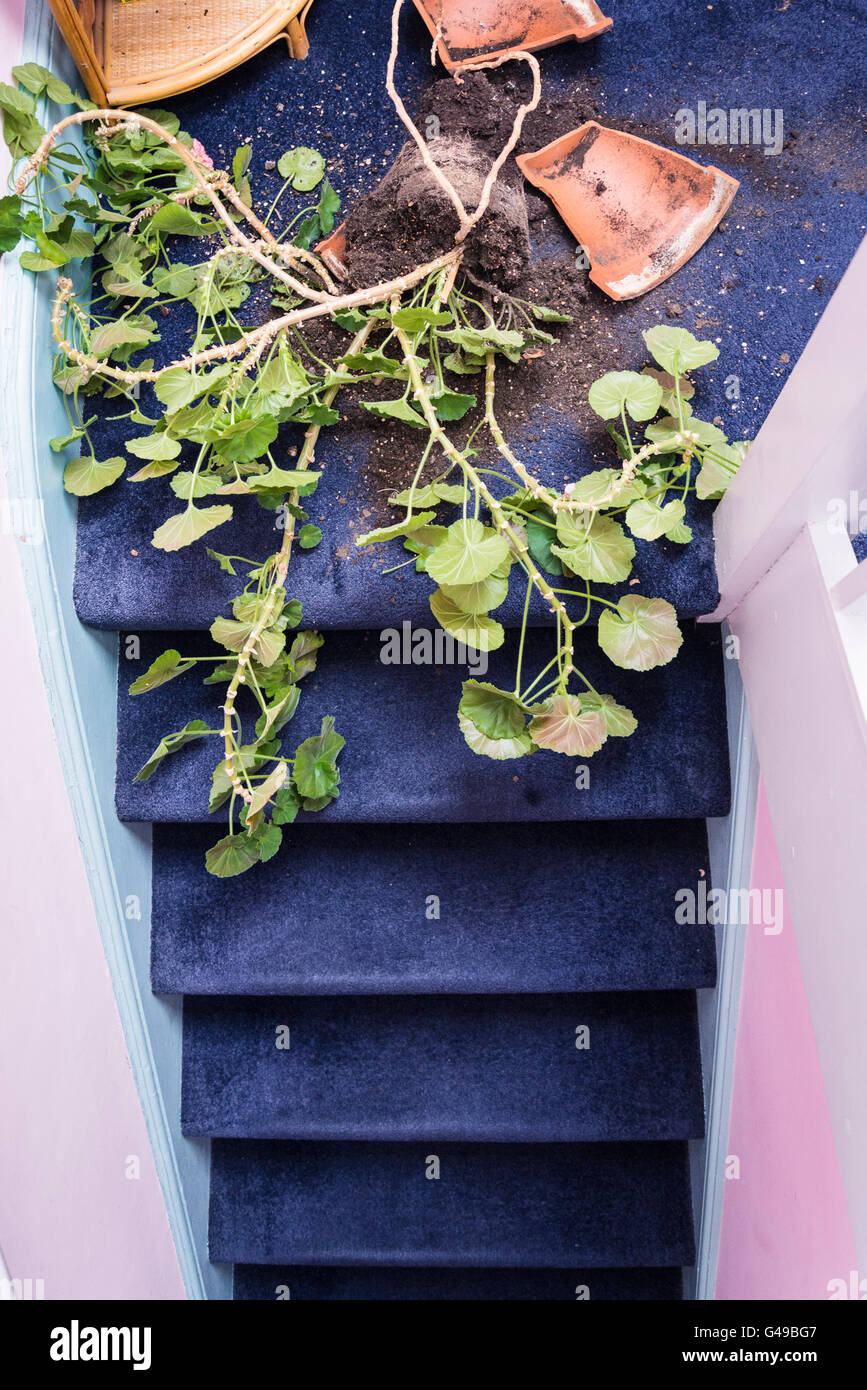 Broken pot plant hi-res stock photography and images - Alamy