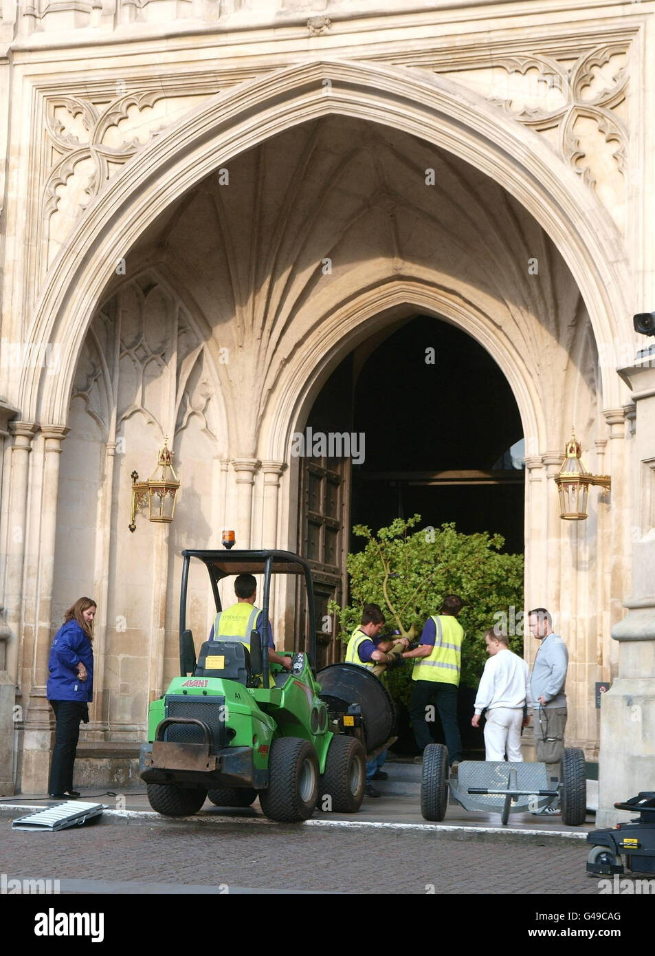 An 20ft English field maple tree is manoeuvred into Westminster Abbey ...