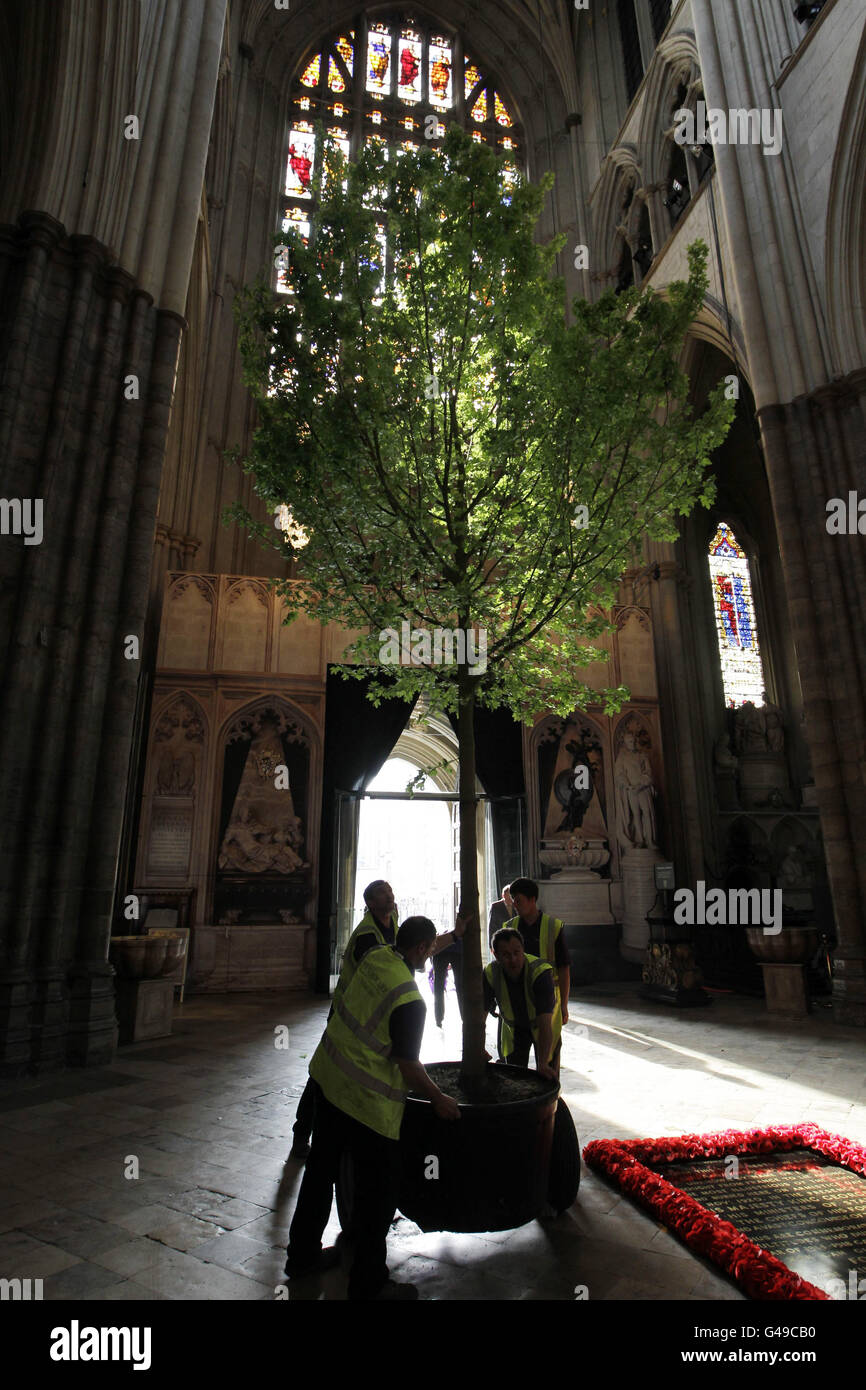 Royal wedding trees abbey hi-res stock photography and images - Alamy