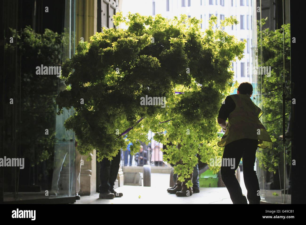 Workers carry an English field maple tree into Westminster Abbey in ...