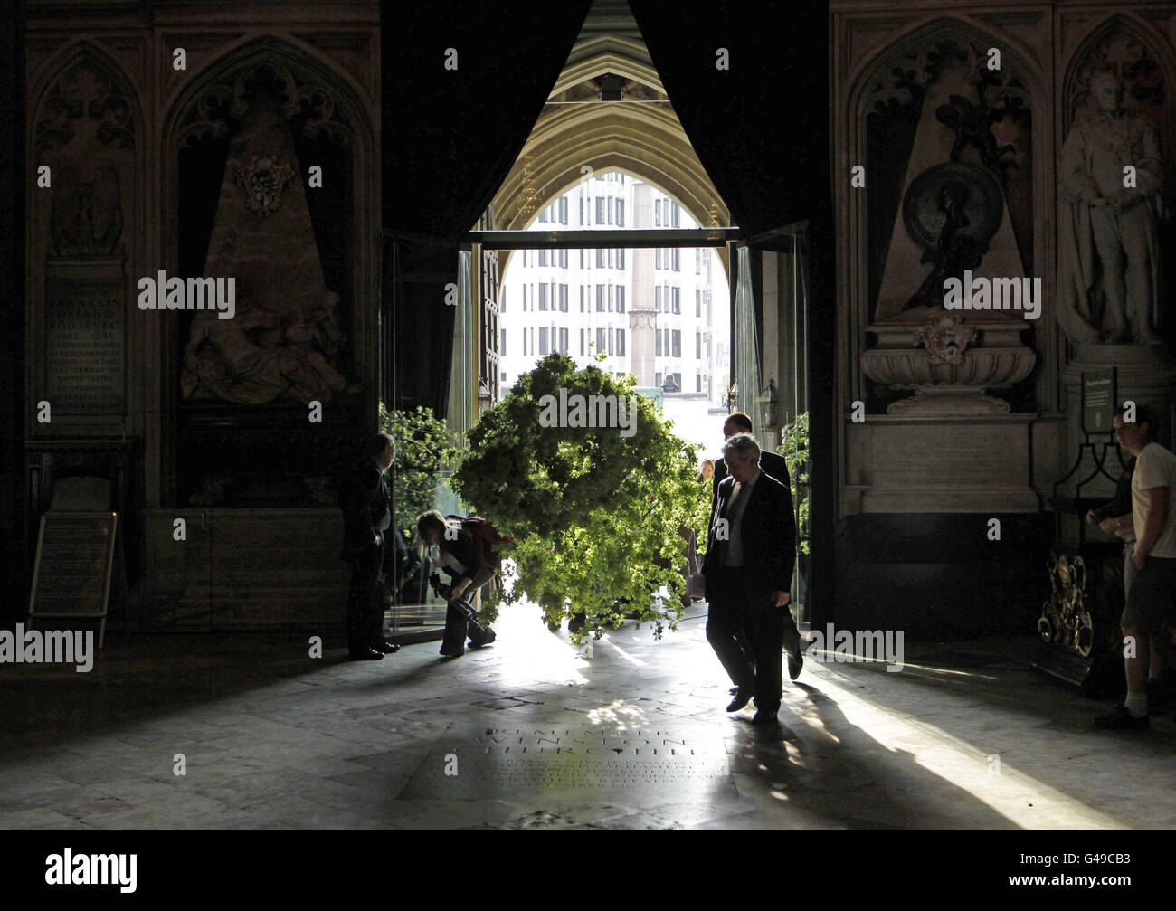 Workers carry an English field maple tree into Westminster Abbey in ...