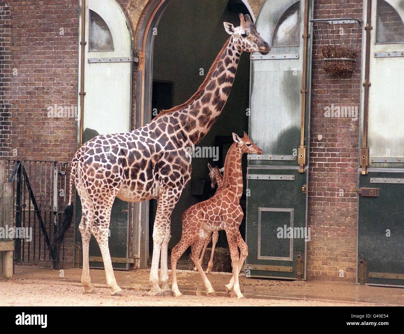 Same but different animals hi-res stock photography and images - Alamy