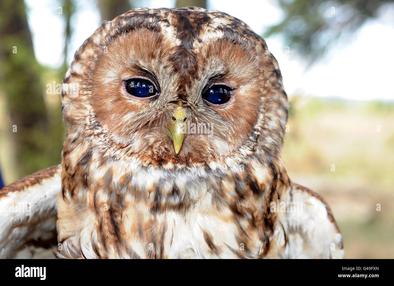 Animals owls closeup close up bird mangsm hi-res stock photography and ...