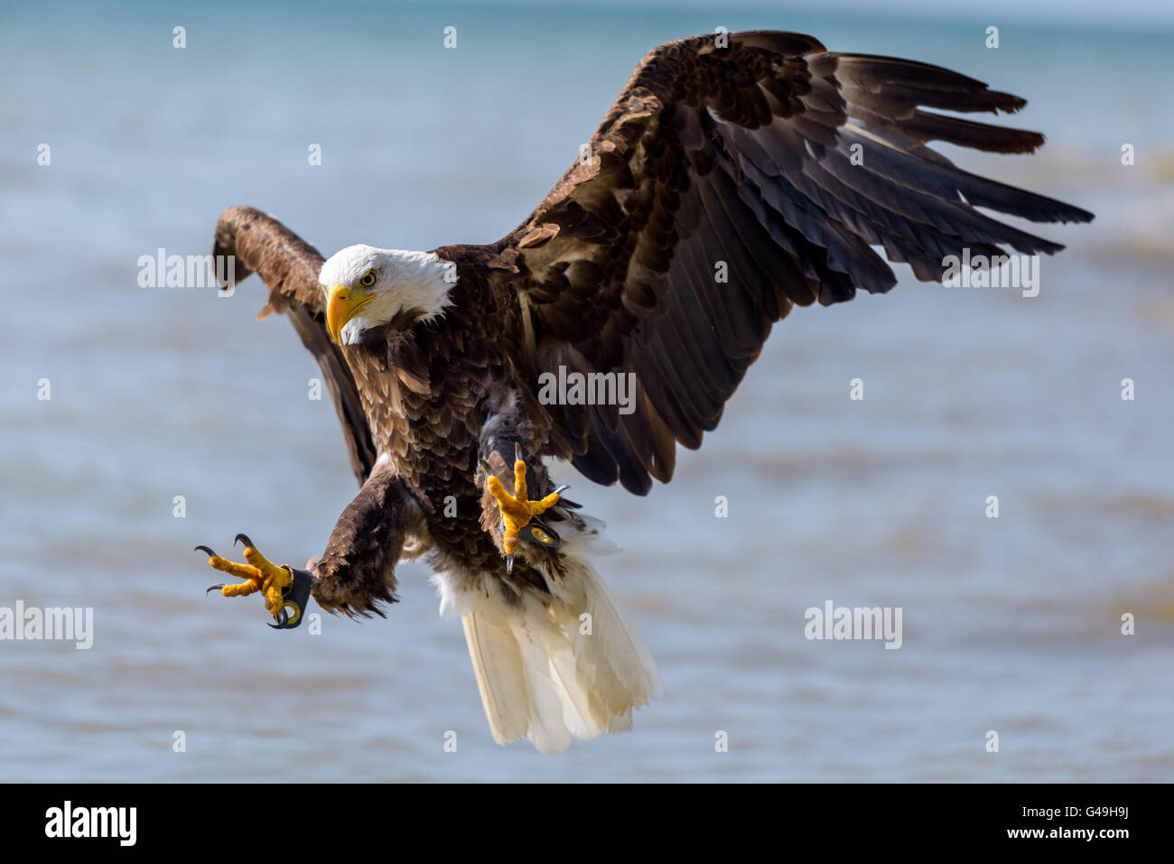 Bald predator hi-res stock photography and images - Alamy