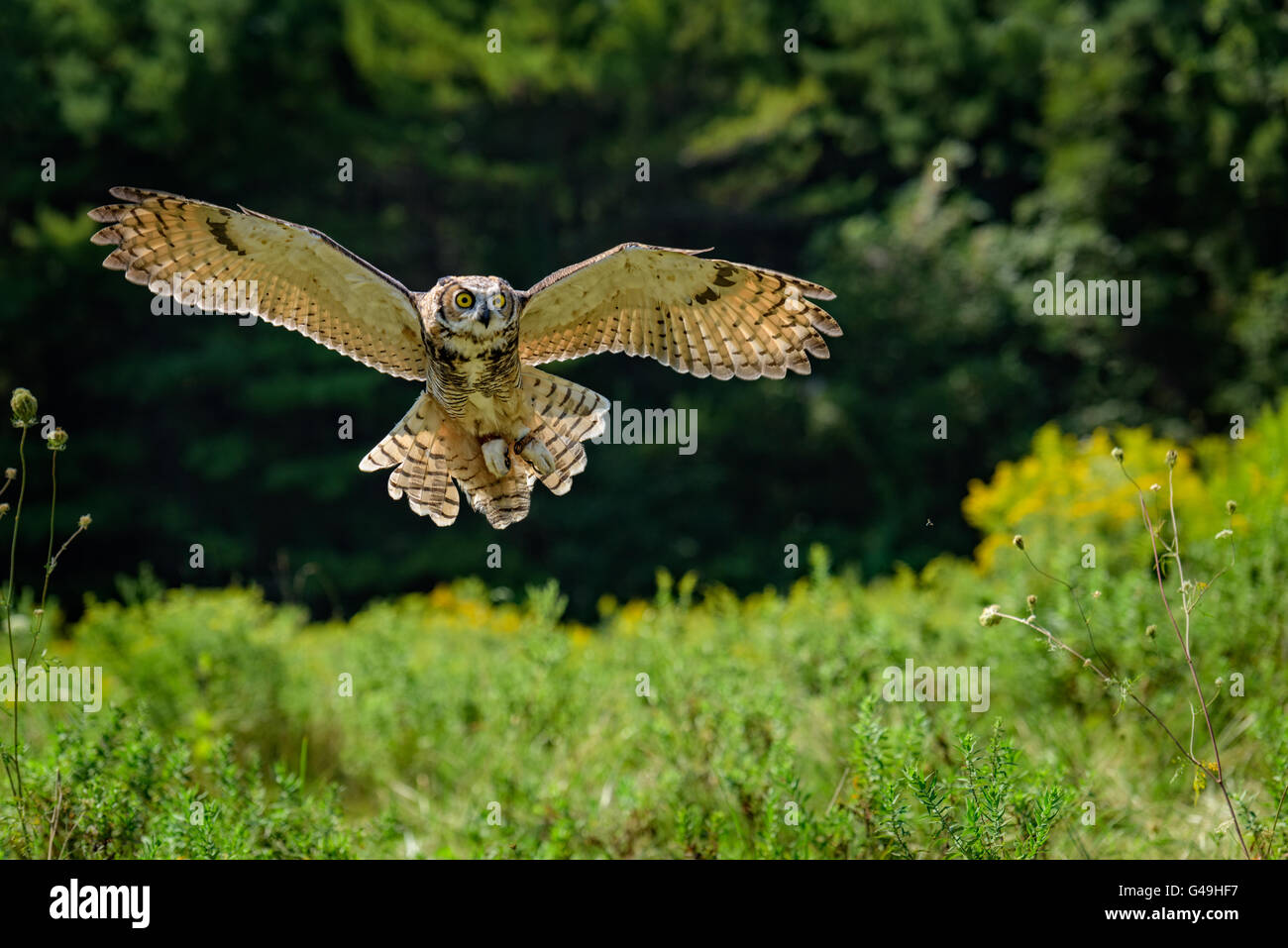Great horned owl Stock Photo - Alamy
