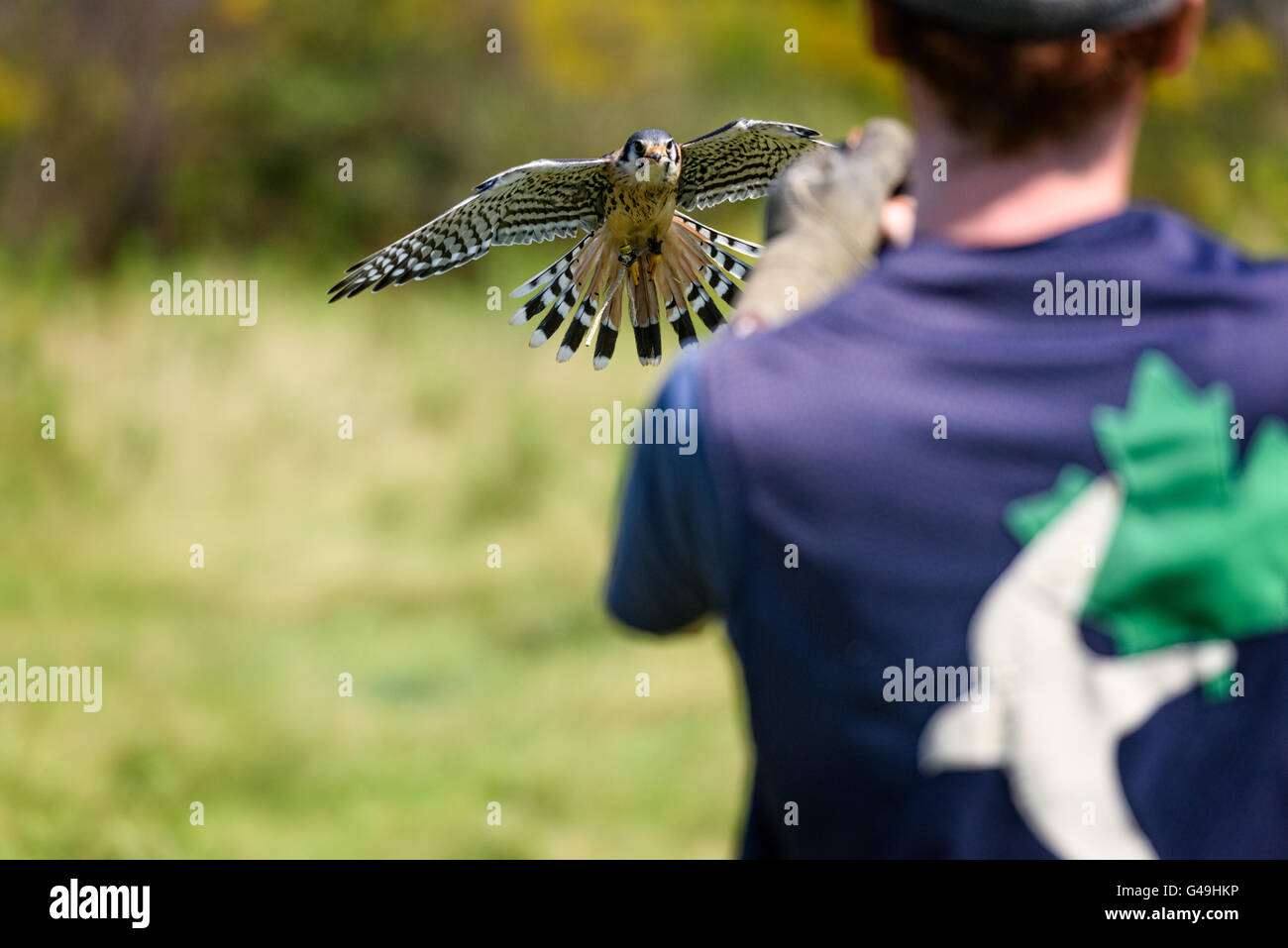 Male American Kestrel, North America's smallest falcon, flies to master ...