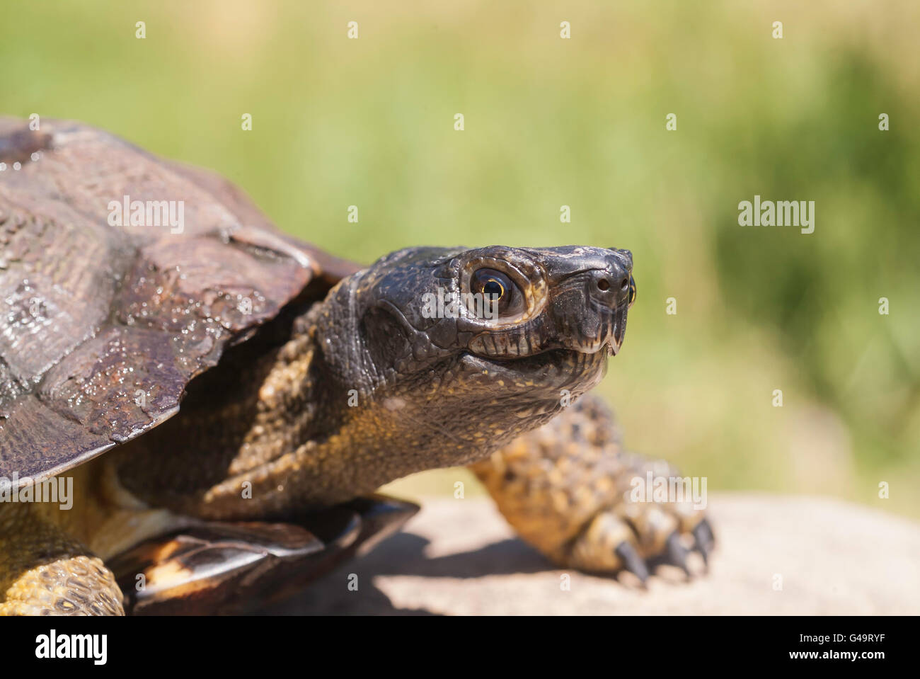 North American wood turtle, Glyptemys insculpta, endemic to North ...