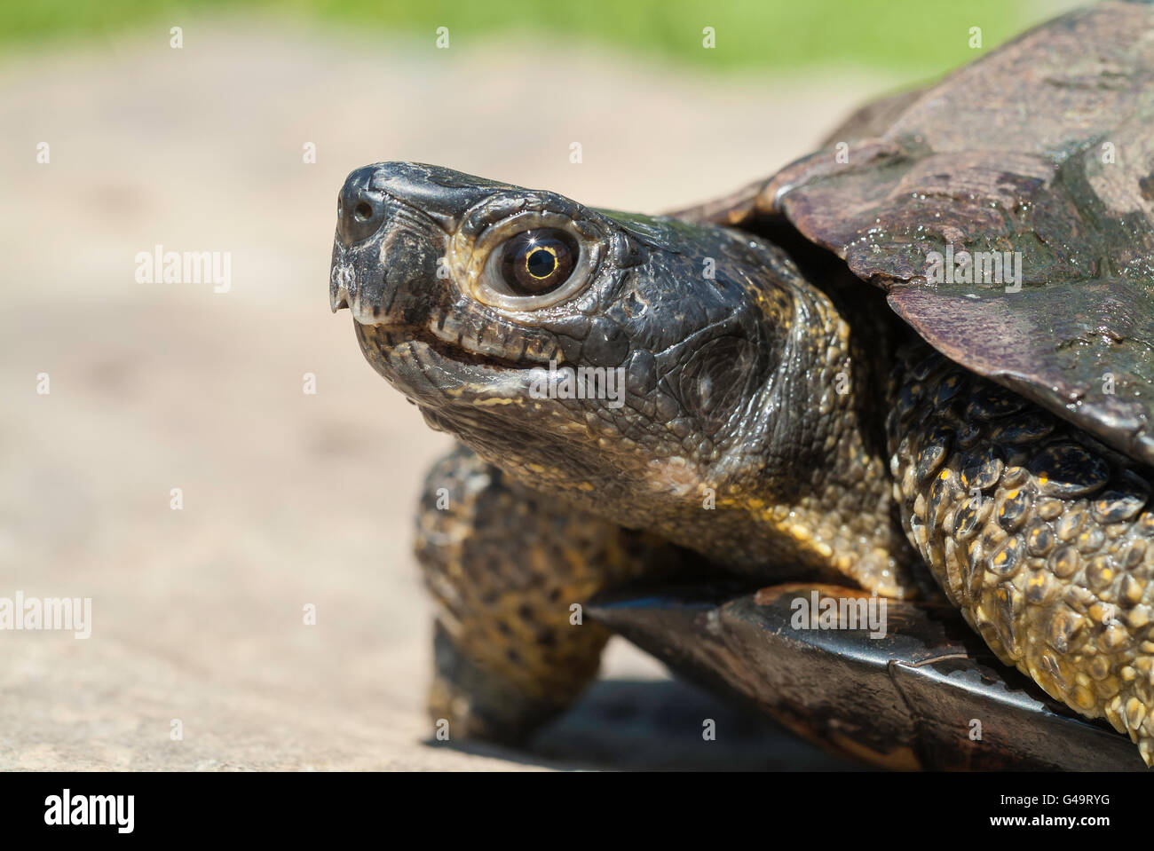 North American wood turtle, Glyptemys insculpta, endemic to North ...