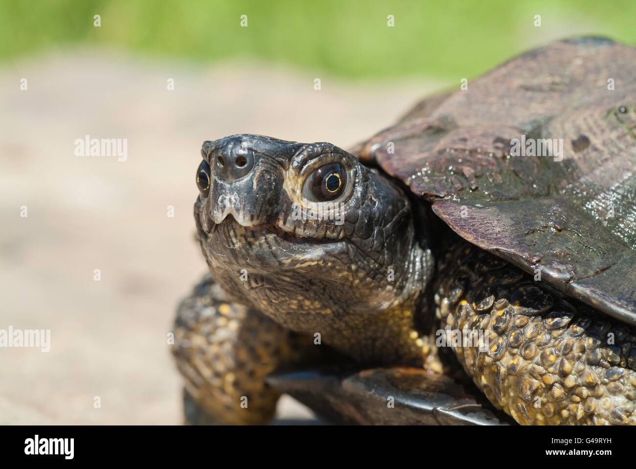North American wood turtle, Glyptemys insculpta, endemic to North ...