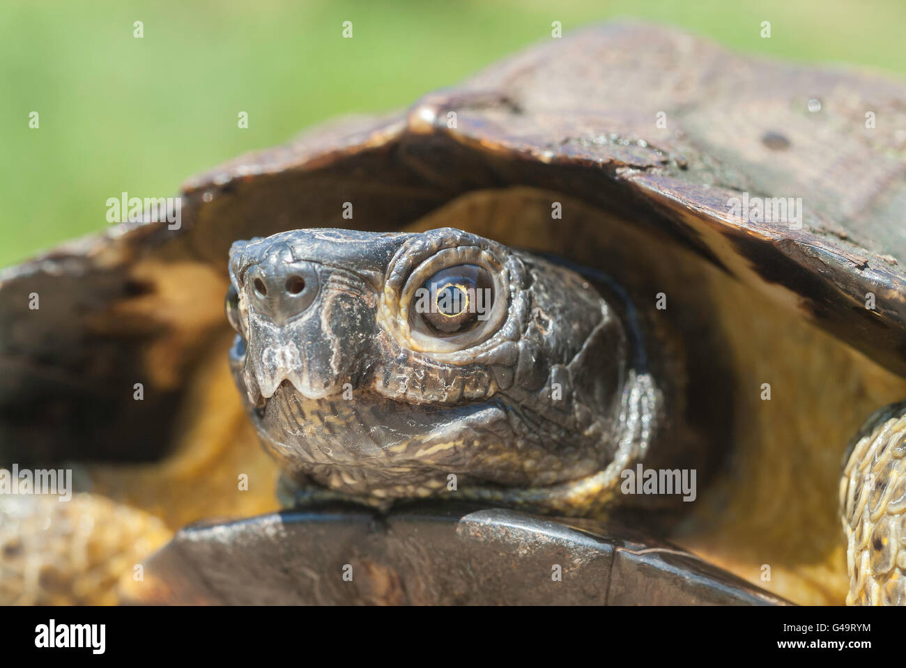 North American wood turtle, Glyptemys insculpta, endemic to North ...