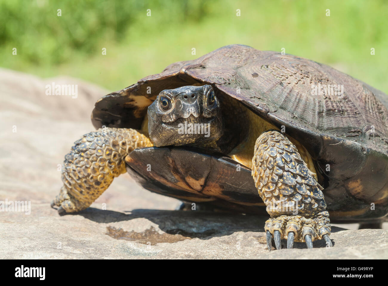 North American wood turtle, Glyptemys insculpta, endemic to North ...