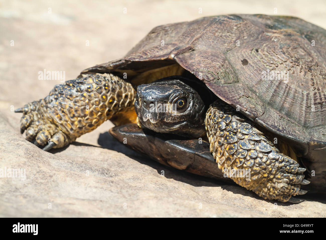North American wood turtle, Glyptemys insculpta, endemic to North ...