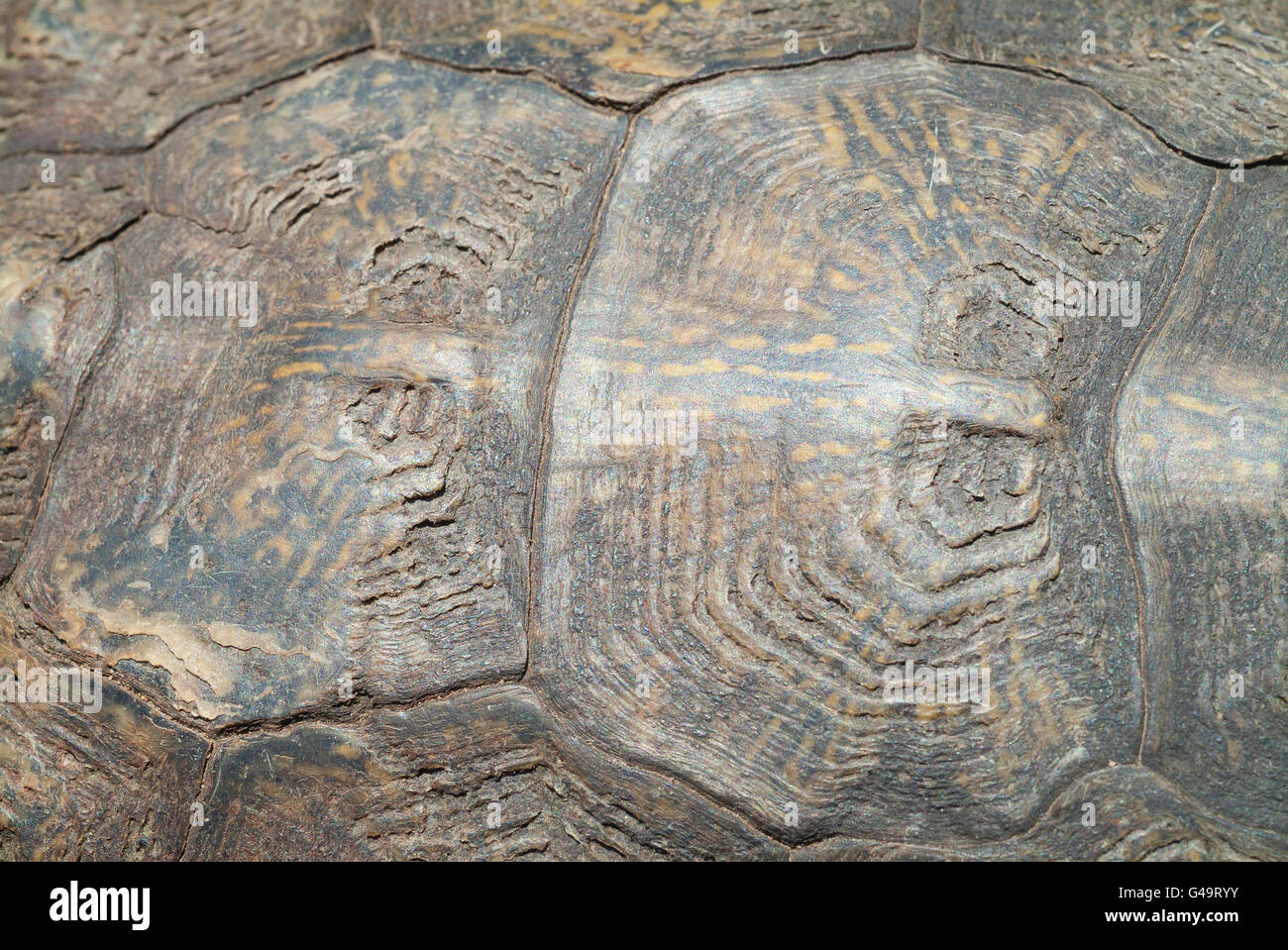 North American wood turtle, Glyptemys insculpta, endemic to North ...