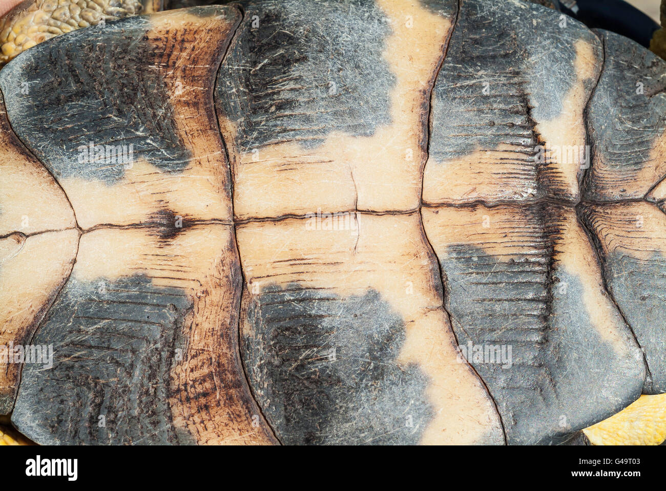 North American wood turtle, Glyptemys insculpta, endemic to North ...