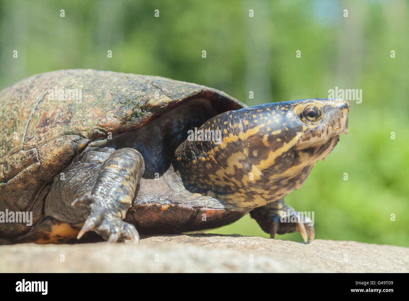 Striped mud turtle, Kinosternon baurii, endemic to the United States ...