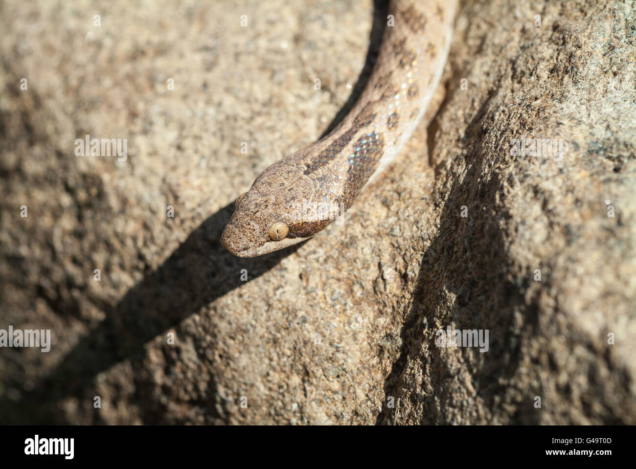Texas night snake, Hypsiglena torquata jani, native to southern United ...