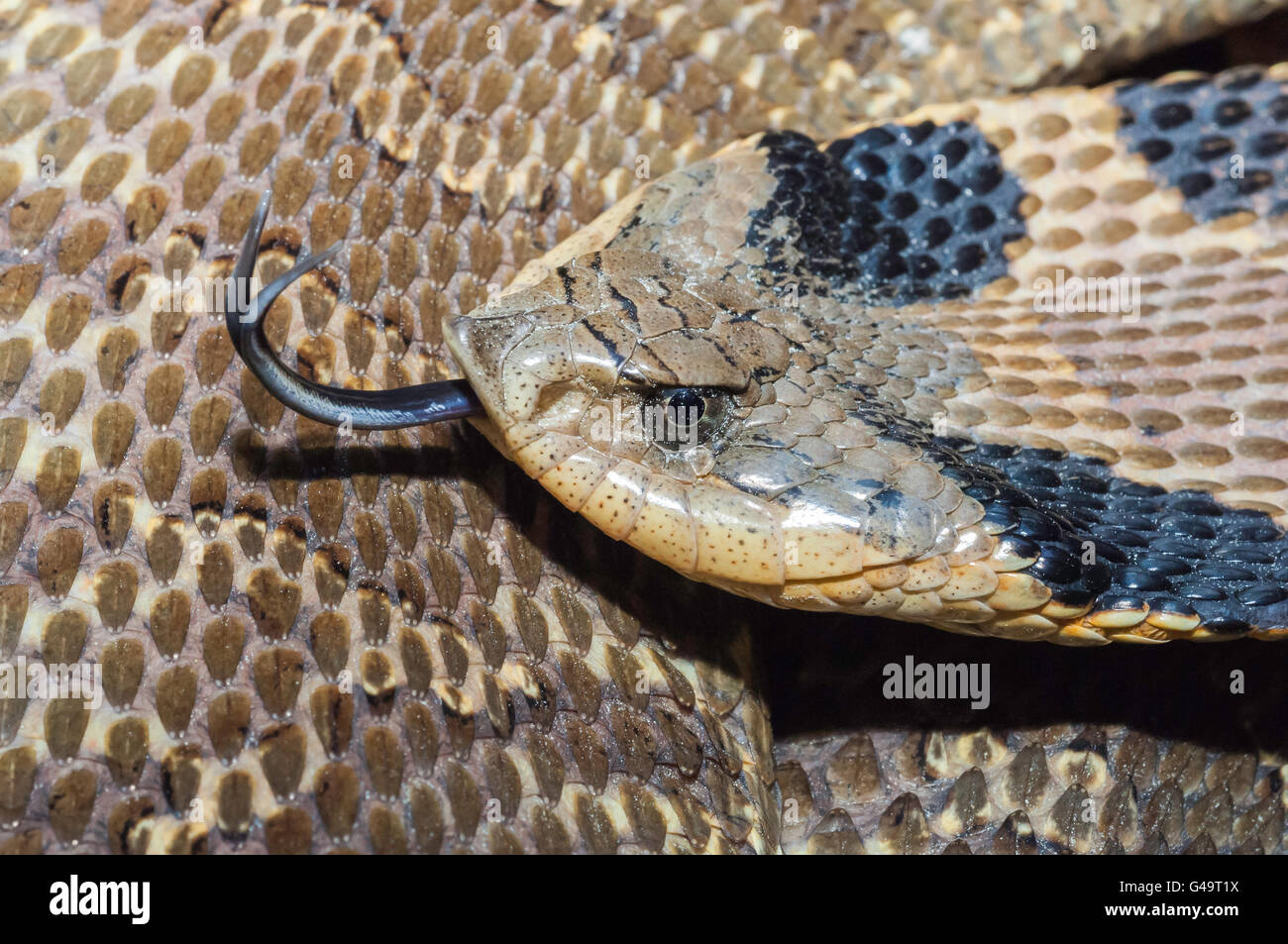 Eastern hognose snake, Heterodon platyrhinos (platirhinos) native to ...