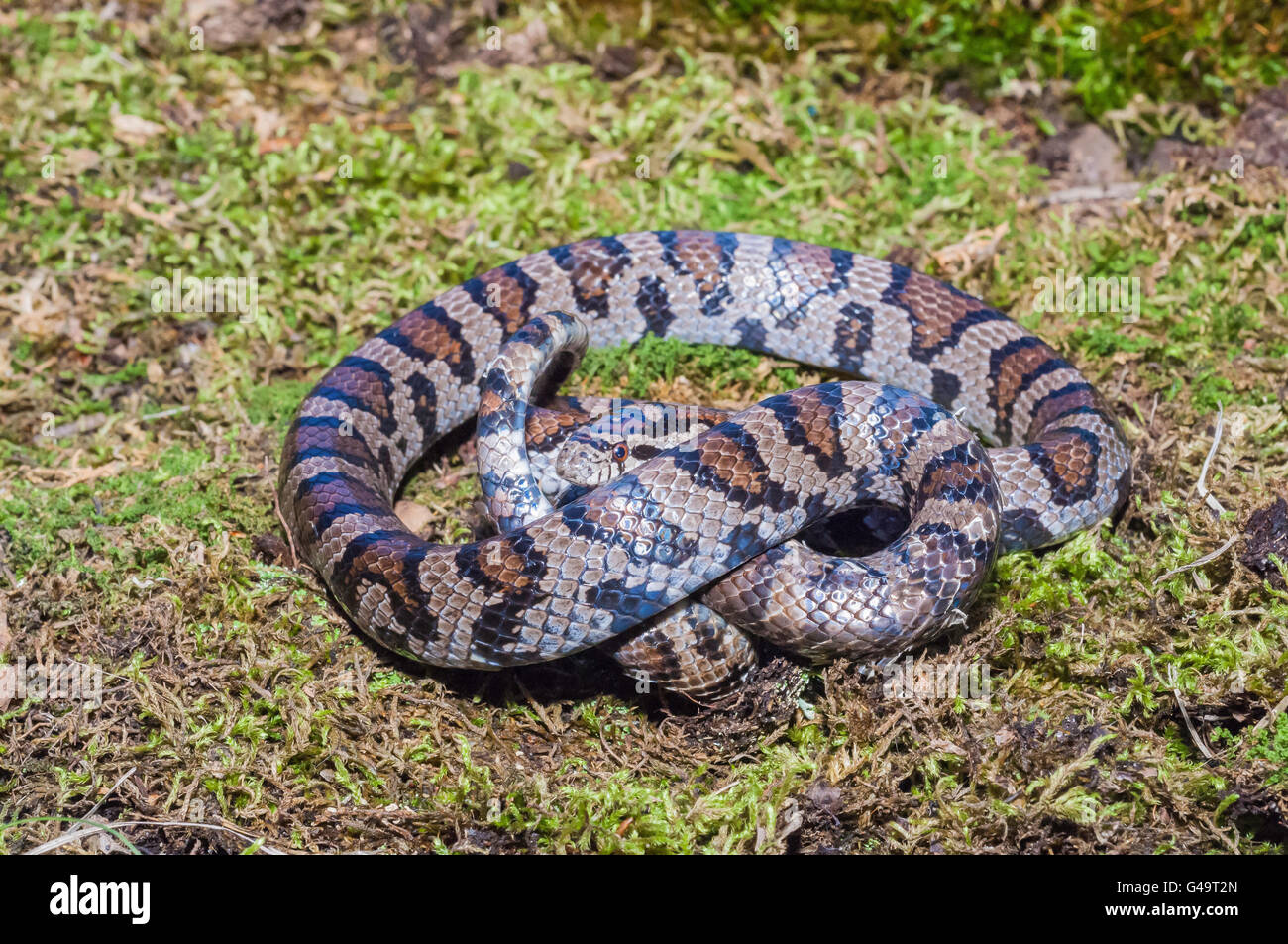 Eastern milk snake, Lampropeltis triangulum triangulum, native to the ...