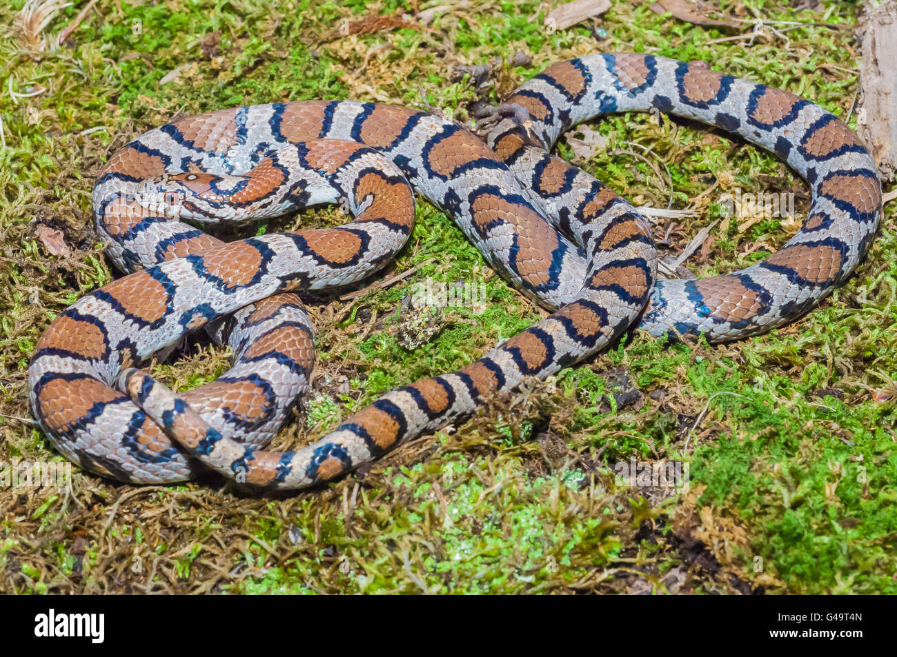 Eastern milk snake, Lampropeltis triangulum triangulum, native to the ...