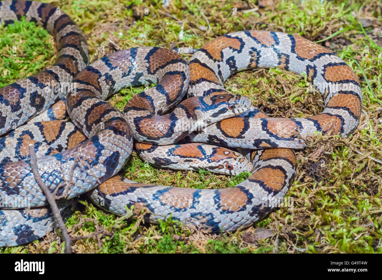 Snake Checkerboard Pattern High Resolution Stock Photography and Images ...