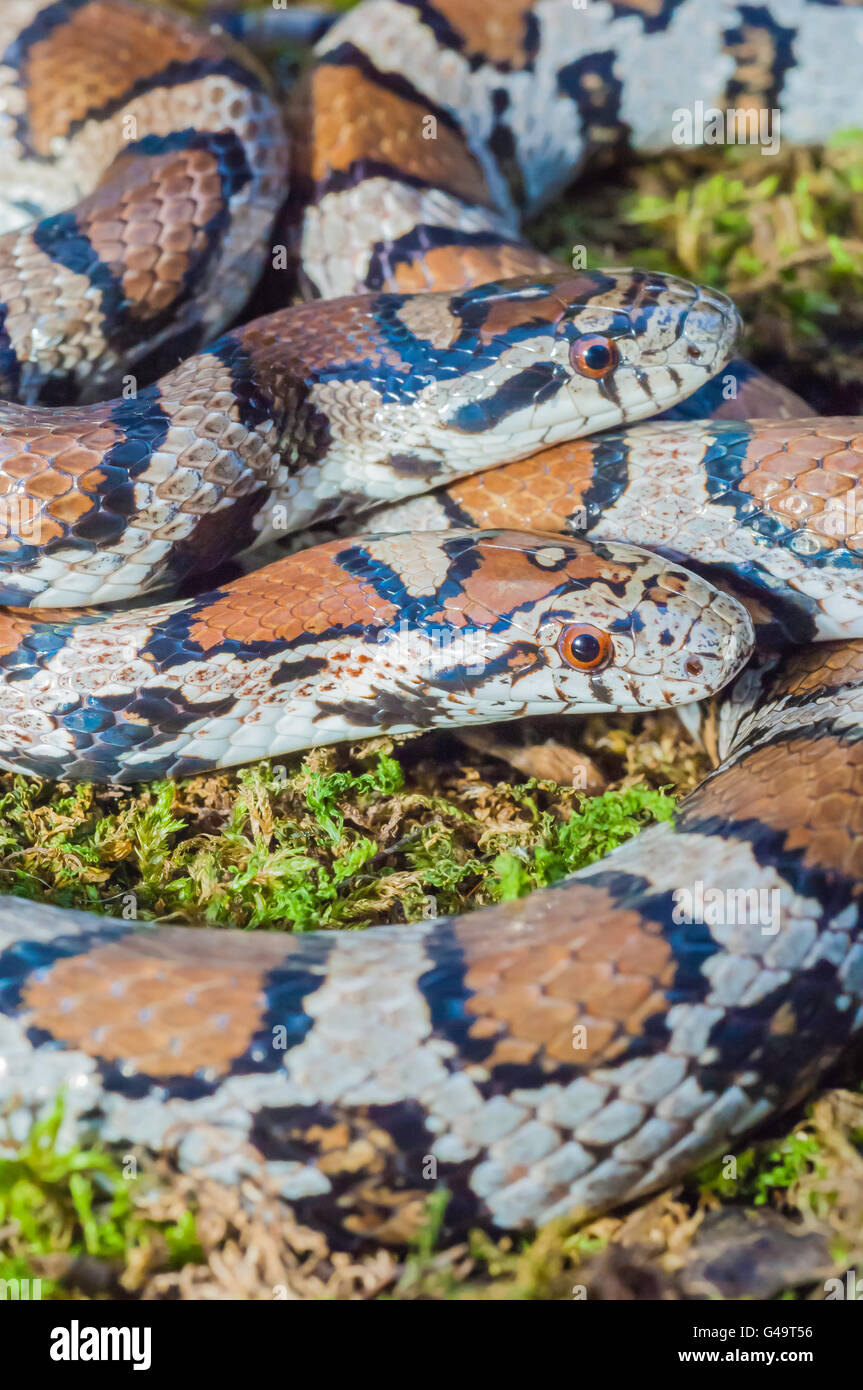 Snake Checkerboard Pattern High Resolution Stock Photography and Images ...