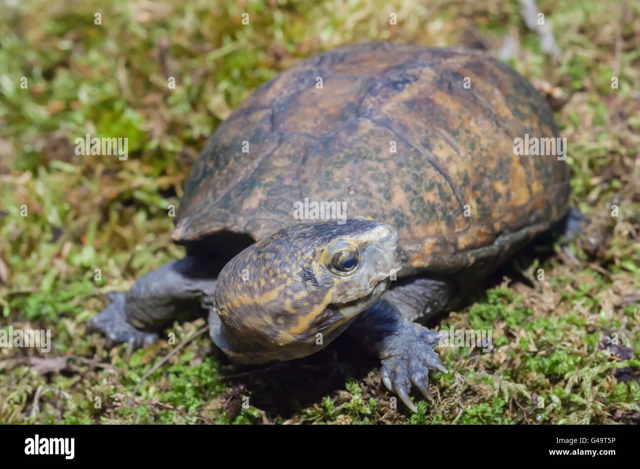 Eastern mud turtle, Kinosternon subrubrum subrubrum, endemic to the ...