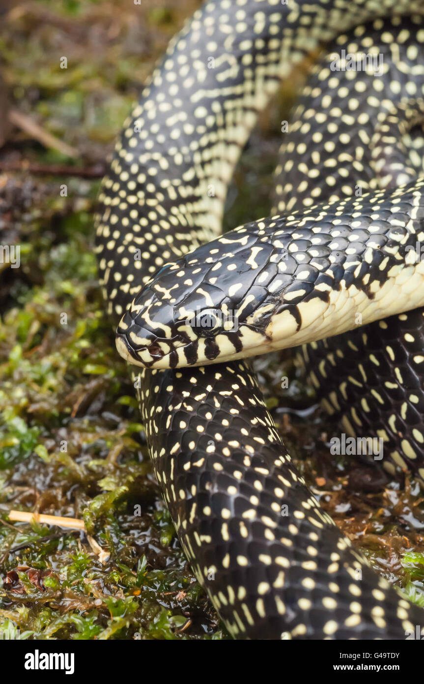 Speckled king snake hi-res stock photography and images - Alamy
