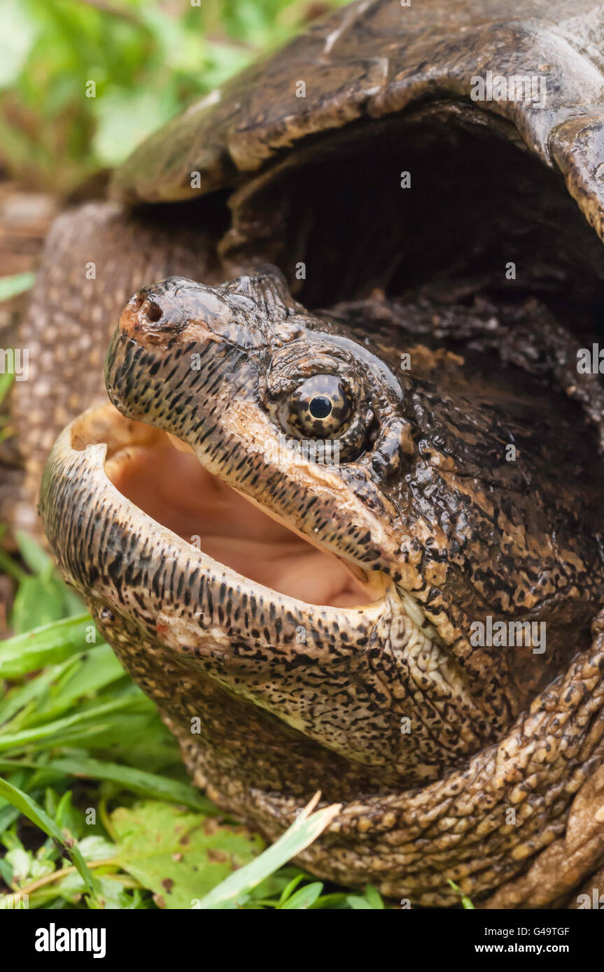 Common snapping turtle, Chelydra serpentina, freshwater turtle native ...