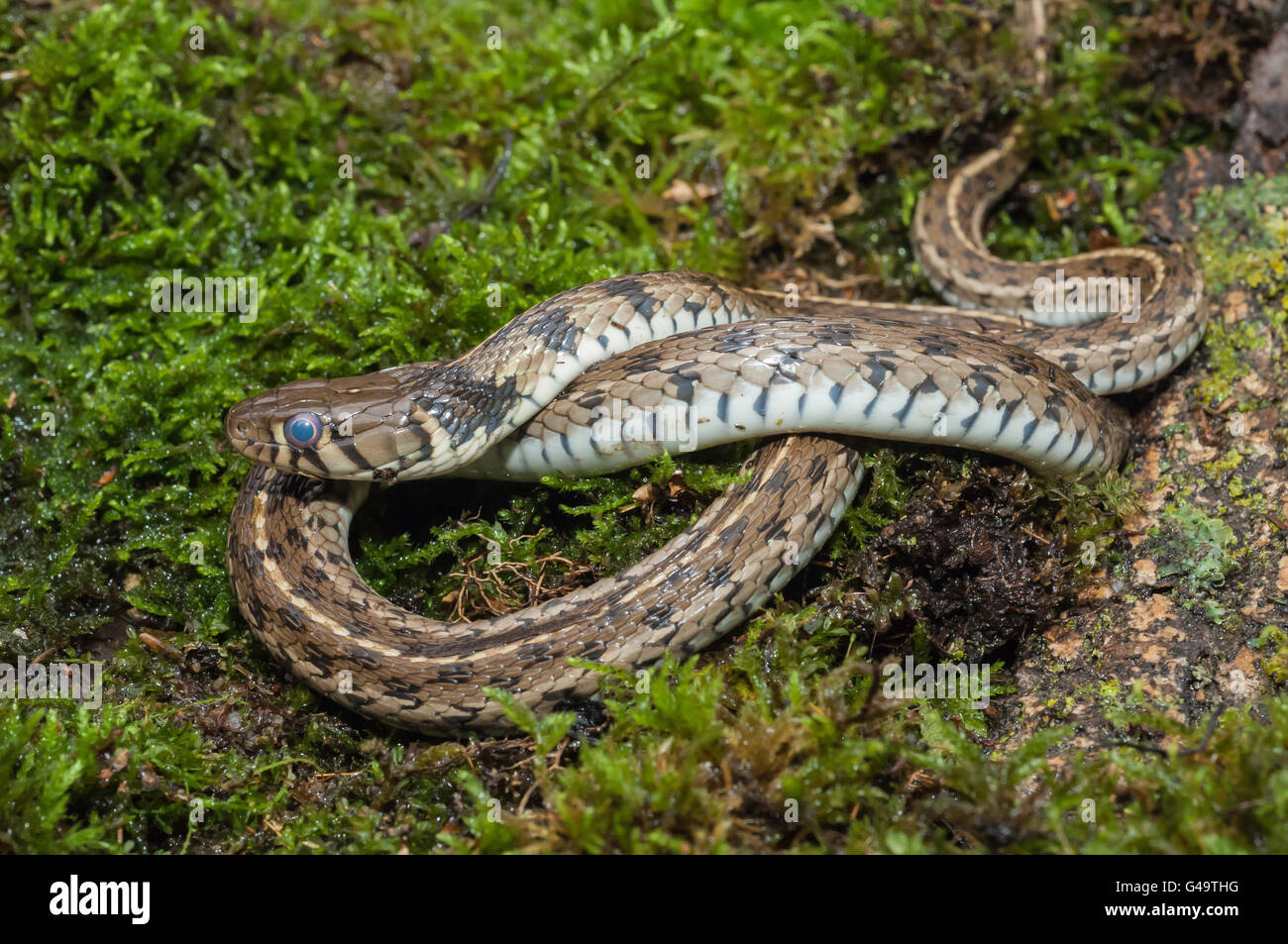 Checkered garter snake, Thamnophis marcianus, native to southern United ...