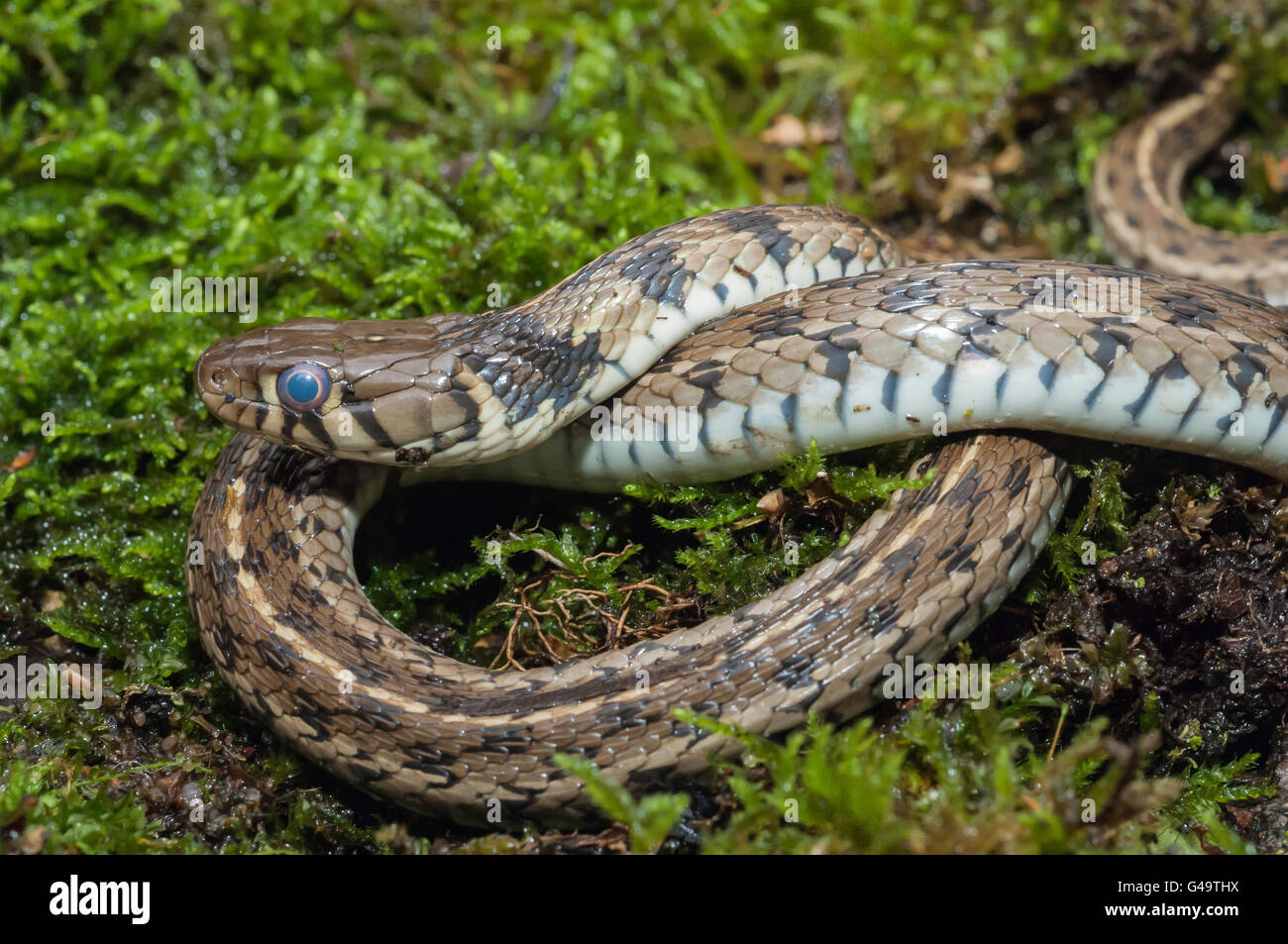 Checkered garter snake, Thamnophis marcianus, native to southern United ...